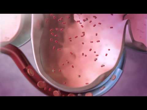 External Respiration