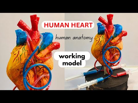 Human Heart working model - Human anatomy model | science exhibition biology model