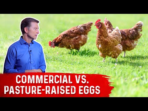 Commercial Eggs vs. Pasture-Raised Eggs β Dr.Berg