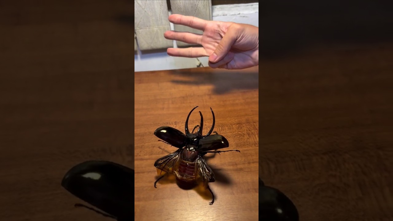 Rhinoceros Beetle 🪲 #shorts #insects