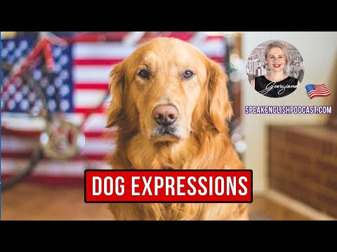 266 Dogs Expressions in English