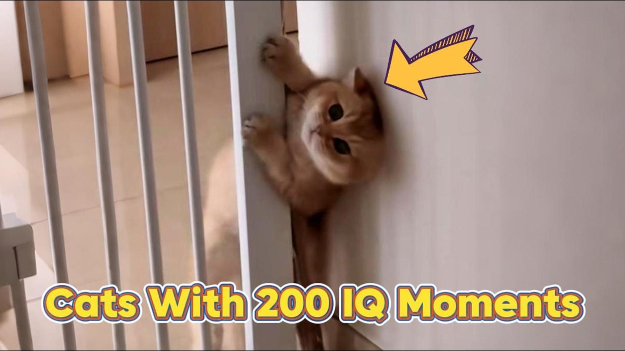 Cats That Are Too Smart