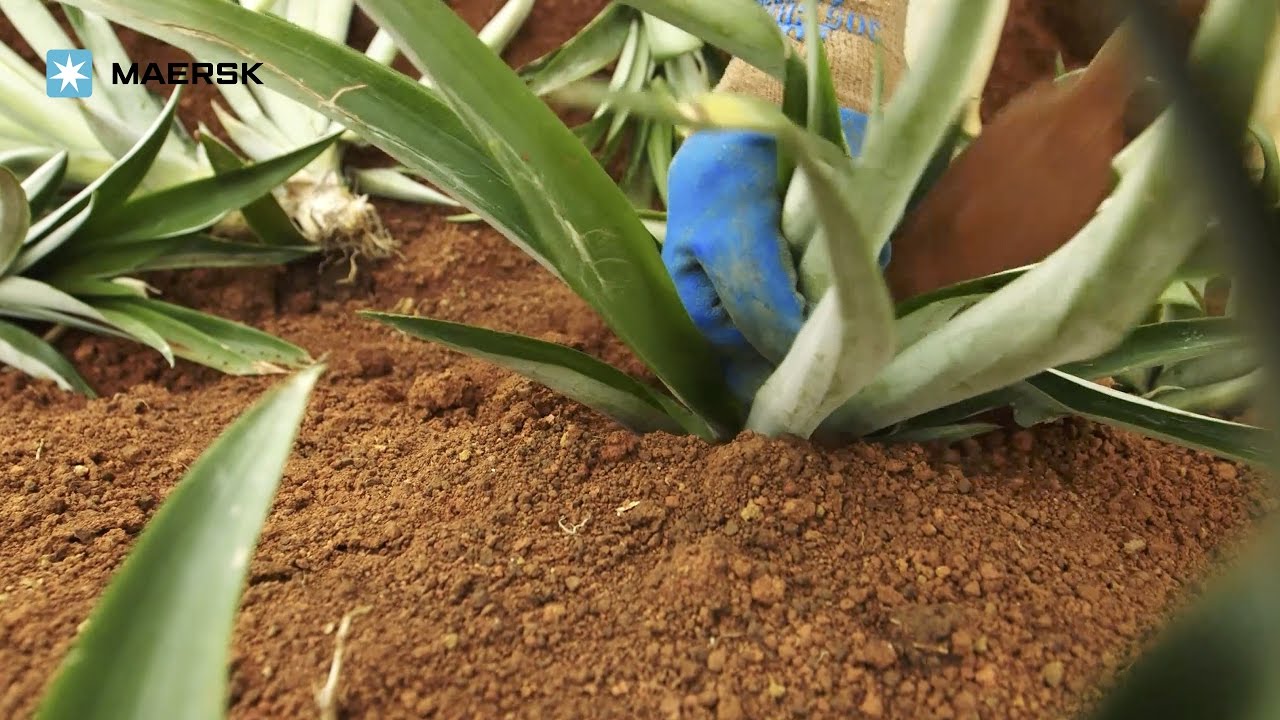 The Pinapple Express