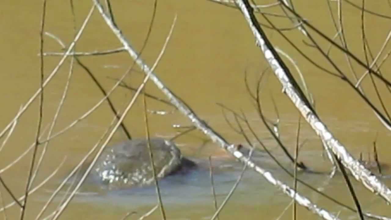 Common snapping turtles mating