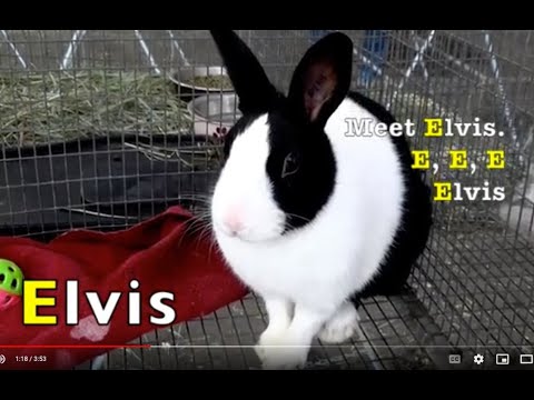 LONG & SHORT VOWEL SOUNDS / PROPER NOUNS / EDUCATIONAL KID VIDEO / Learn ENGLISH