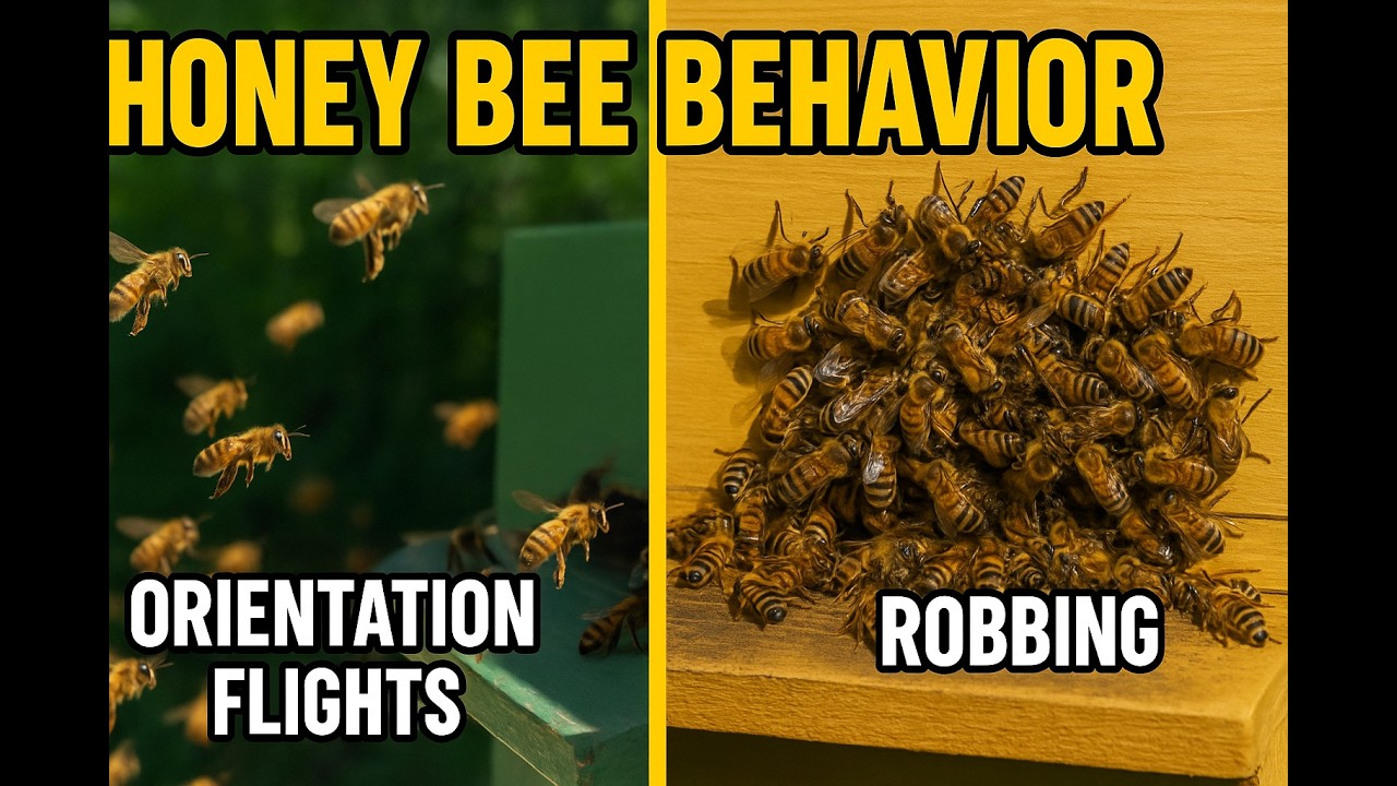 Orientation Flights vs. Robbing – How to Spot the Difference | Honey Bee Behavior