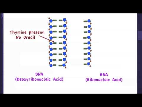 2.6 Differences between DNA and RNA