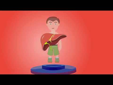 Human Body Parts Via Computer Graphics-Copyright free@YouTubersVideosLibrary SUBSCRBE&HIT BELL ICON