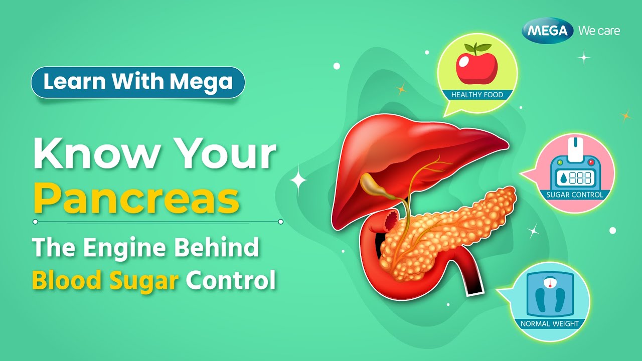 Know Your Pancreas: Functions and Health Tips | Mega We Care