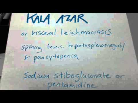 Kala azar, visceral leishmaniasis