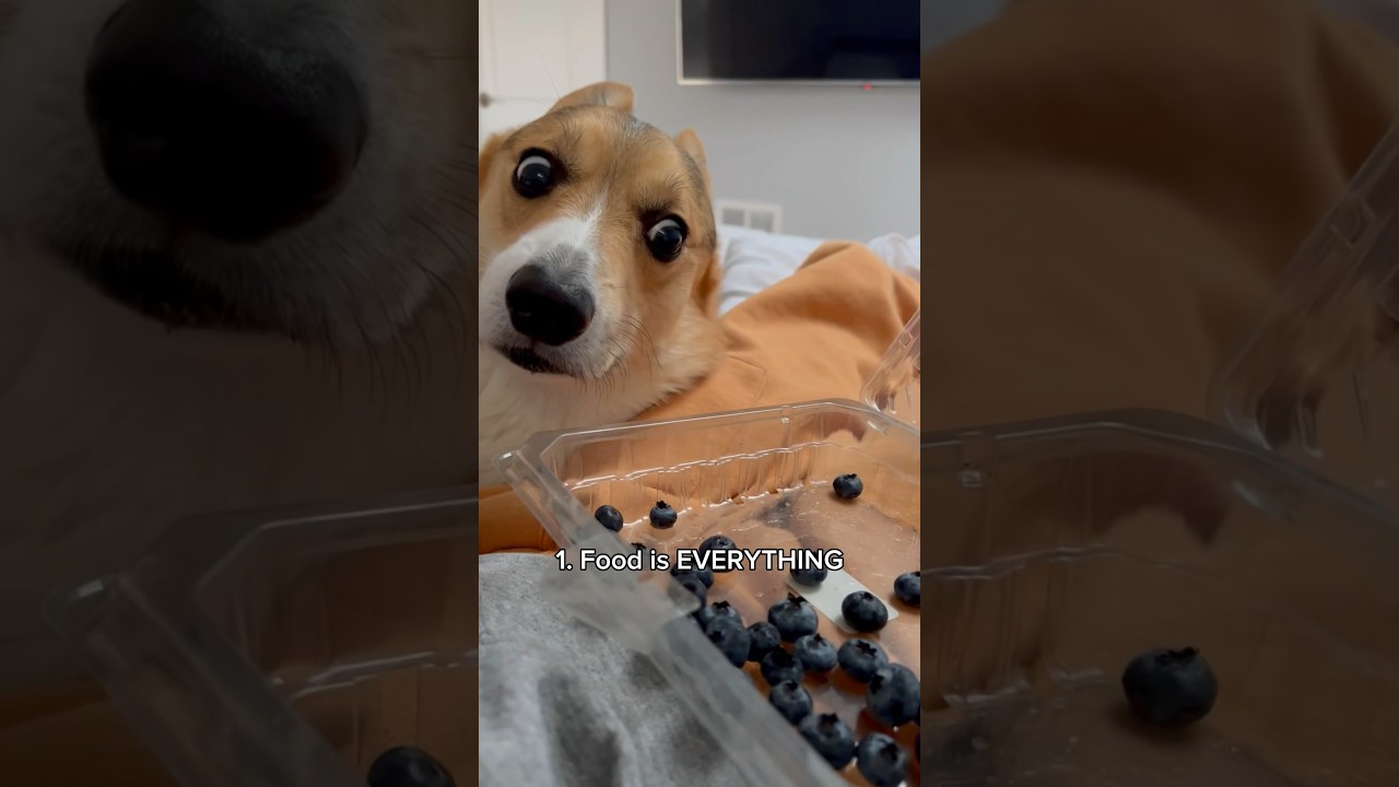 5 Things Only Corgi Owners Would Understand