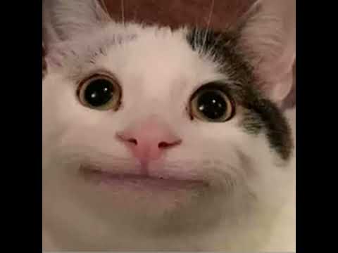 Wow cat meme