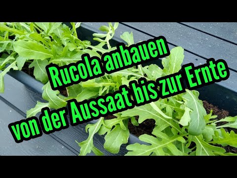 Rucola anbauen von Aussaat bis zur Ernte Rucola auf Balkon Terrasse Garten anpflanzen pflegen
