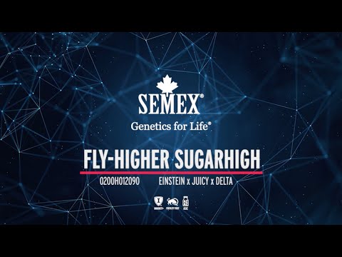 0200HO12090 Fly-Higher Sugarhigh APR 2025