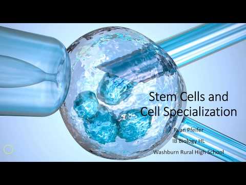 Stem Cells and Cell Specialization
