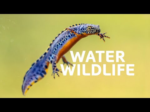 The Aquatic Life Beneath Germany's Alpine Landscapes