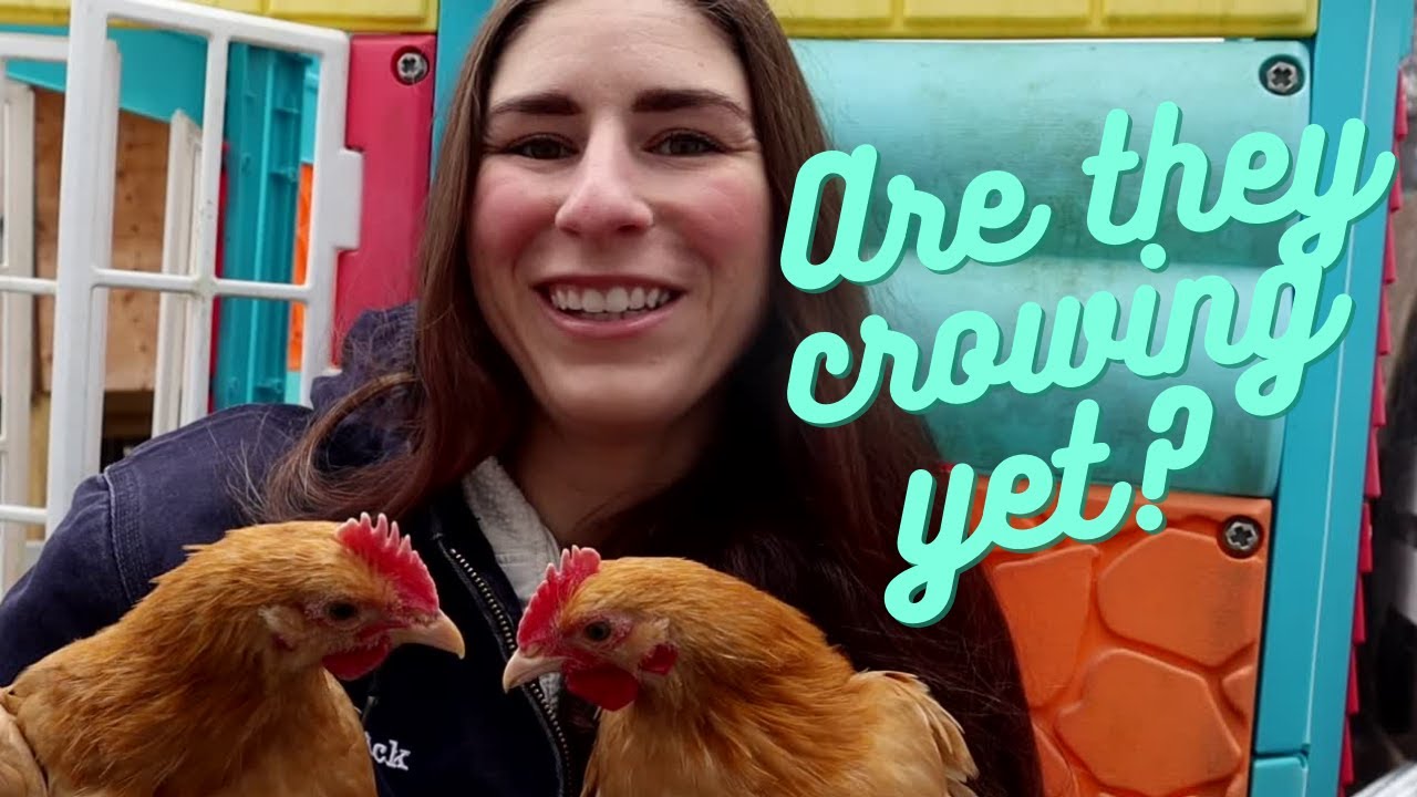 At what age does a rooster learn to crow?