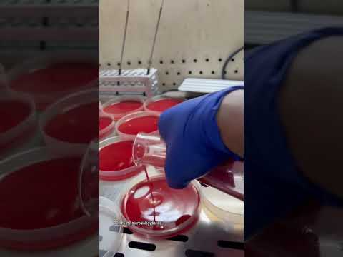 How Blood Agar Made in Labs #blood #lab #microbiology #bacteria #shorts