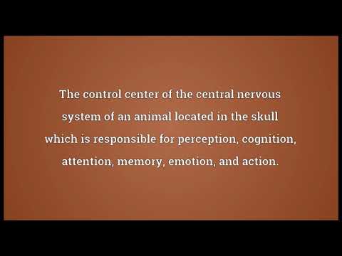 Brain Meaning