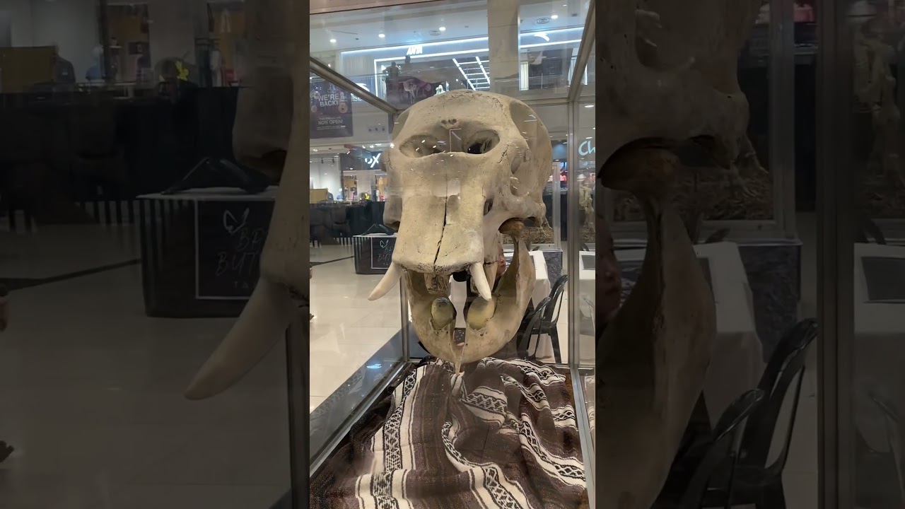 Thick Skull 🐘#wildlife #elephant #shorts