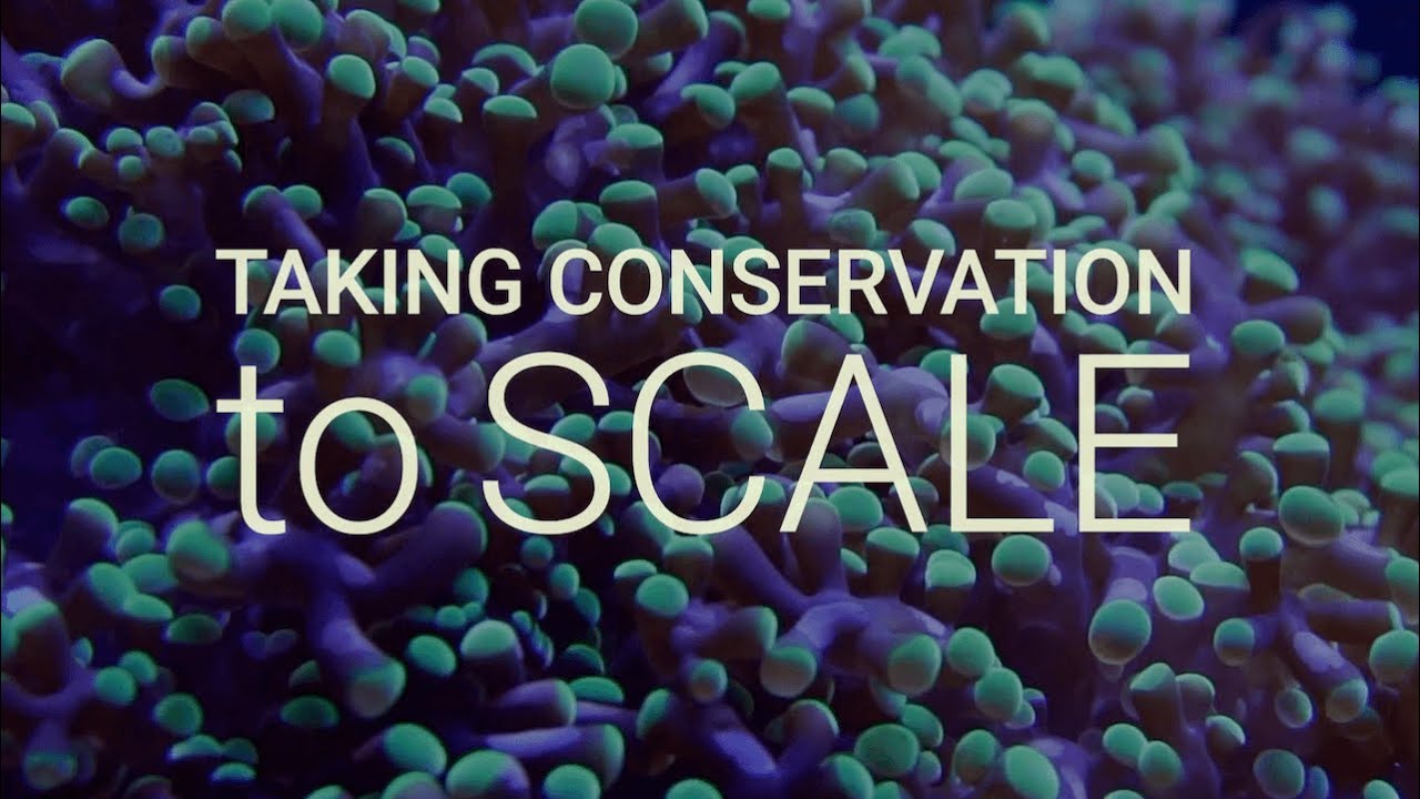 A framework for achieving impact at scale