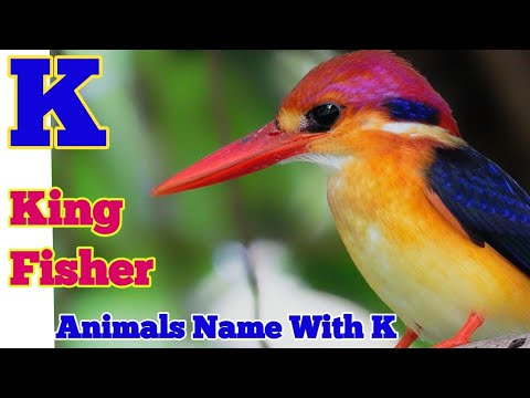 learn animals name for toddlers | Animals name start with K | Animals names start with Letter k