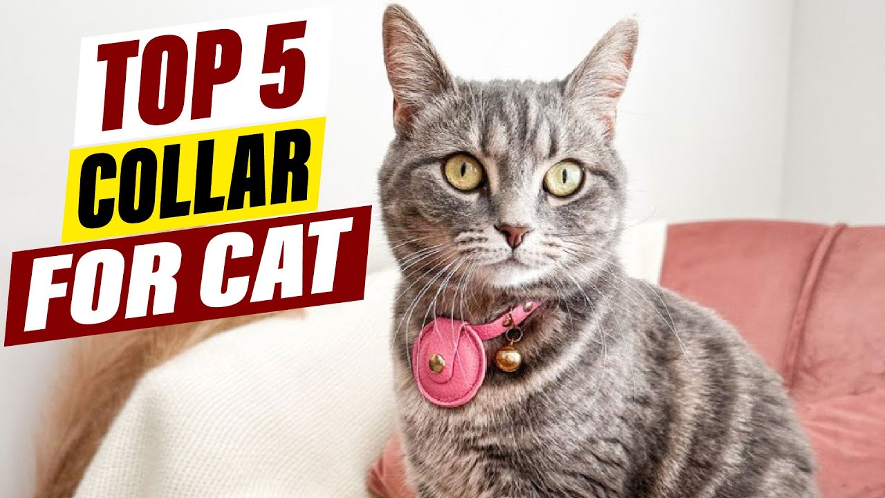 Top 5 Best Collars for Cats in 2026 – Comfortable & Safe Options for Your Kitty!