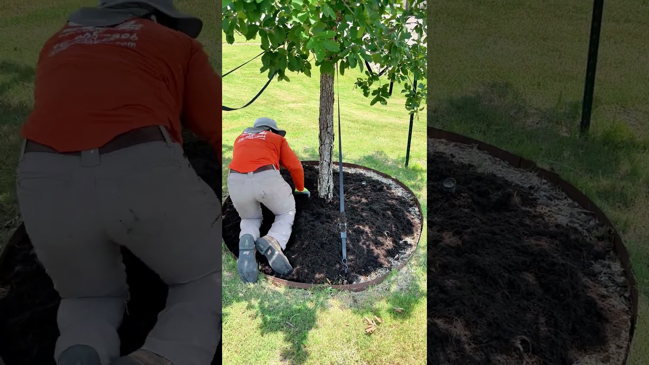🌳✨ Transforming landscapes, one tree at a time! #lawncare #outdoorliving #landscaping #lawncare #diy