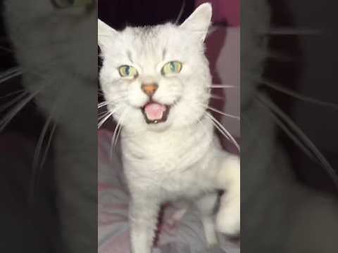 Squid Game For Cats..