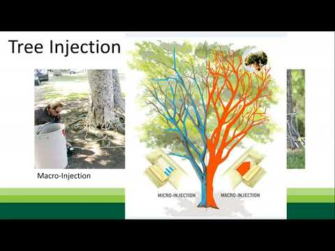 California Pest Management Polyphagous Shot Hole Borer and Gold Spotted Oak Borer