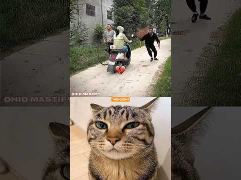 Dangerous moment β οΈ #cat #funny #tiktok #memes