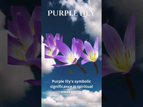 Purple Lily Symbolic Meaning 💜 want to learn more ? Click the link in our bio!!!