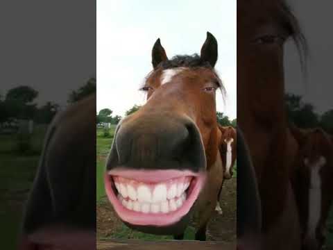 Sapi lucu bikin ngakak #funny
