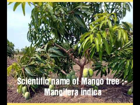 Scientific name of mango tree