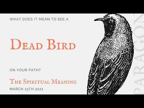 What's The Meaning Of Seeing a Dead  Bird On Your Path?🐦 [The Spiritual Meaning]🌌