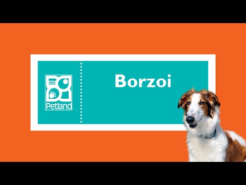 Barkworthy Facts About Borzoi Puppies