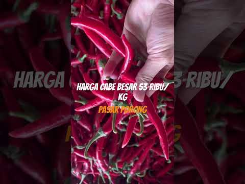 Harga cabe merah besar hari ini #hargacabehariini #hargasayurhariini #pasarporong #hargacabe