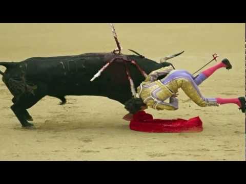 Touro chifra francês em arena na Espanha