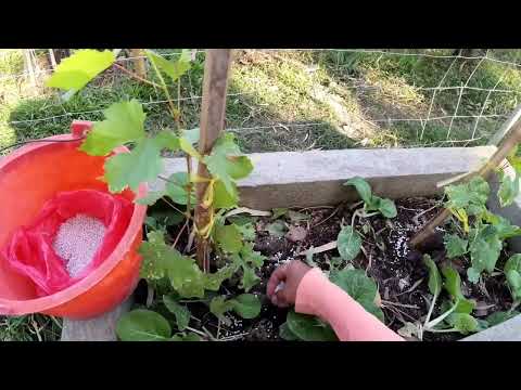 Using 16-20-0 Fertilizer for our Growing Grapes @moresfarmschannel3340