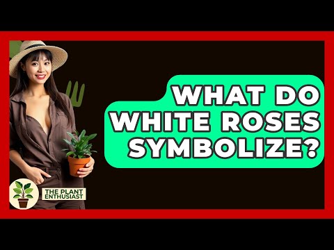 What Do White Roses Symbolize? - The Plant Enthusiast
