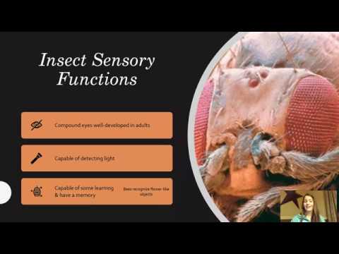 Phylum Arthropoda (Updated)