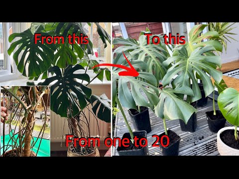 Propagating My Over Grown and Root bound Monstera Deliciosa - Step by Step in Water and Then Soil
