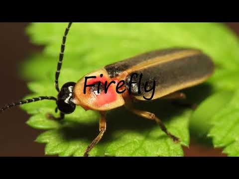 How to Pronounce Firefly?