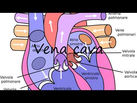 How to Pronounce Vena cava?