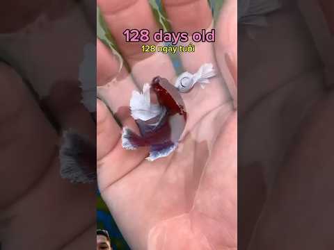 Beautiful Dumbo Betta Fish Grow #bettafish #fish #betta #bettafishtank #trending #beta