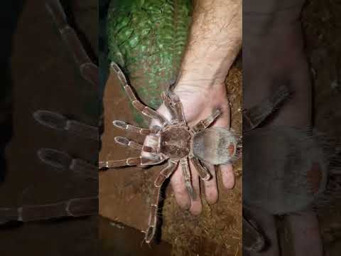 Burgundy Goliath Tarantula