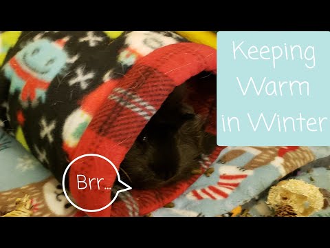 How to Keep Your Guinea Pigs Warm During Winter - Guinea Pig Café