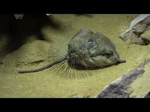 Round eared elephant shrews - Information to the little mammals