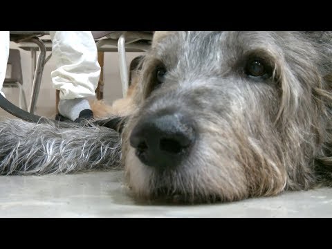 Pet Therapy Visits the Jester IV Unit