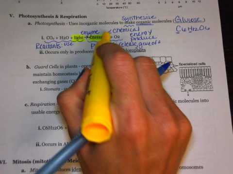 Regents Review: Photosynthesis and Respiration